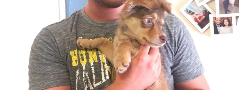 Daniel Sarközy - www.friends4romanianpaws.de